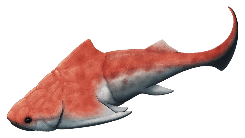 Characteristics Features of Placodermi - IMALUOP