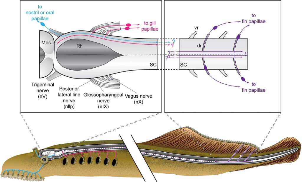 Nervous System and Excretory System of Petromyzon - IMALUOP