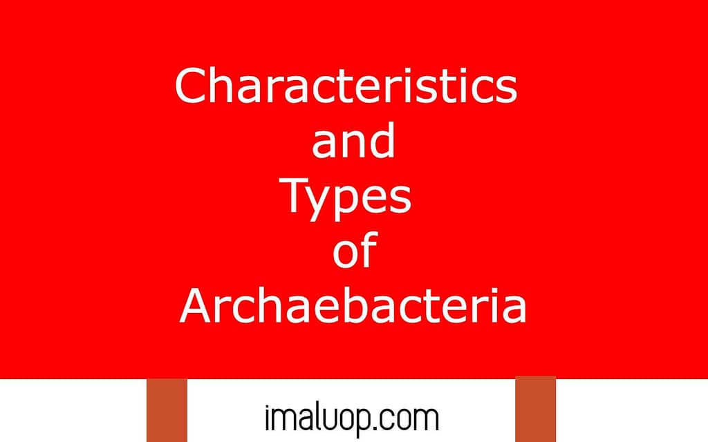 Types Of Archaebacteria