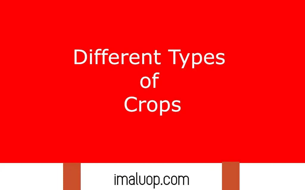 Different Types of Crops - Imaluop - IMALUOP