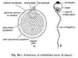 Excretory and Reproductive System of Branchiostoma