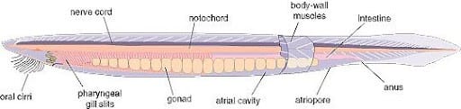 Excretory and Reproductive System of Branchiostoma