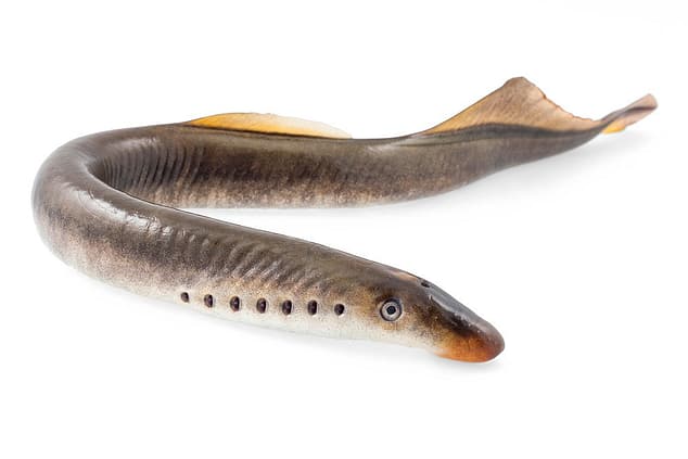 Habit and Habitat of Petromyzon(Lamprey) - IMALUOP