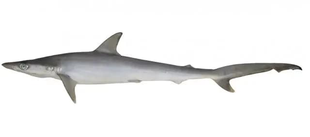 Skin of Scoliodon (Integument) - IMALUOP