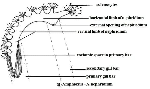 Excretory and Reproductive System of Branchiostoma