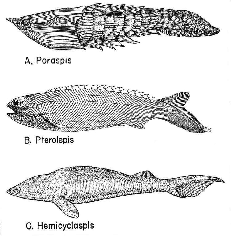 Biological Significance and Affinities of Class Ostracodermi