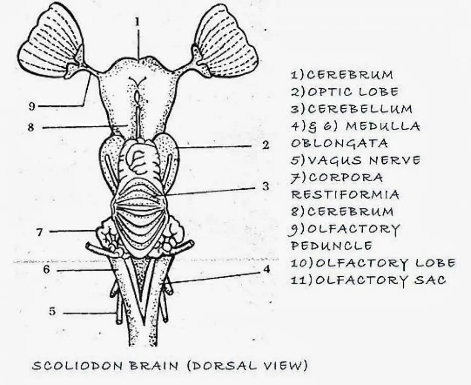 Central Nervous System of Scoliodon - IMALUOP
