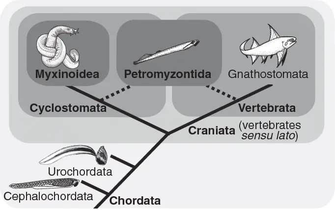 Phylogeny of Cyclostomata - IMALUOP